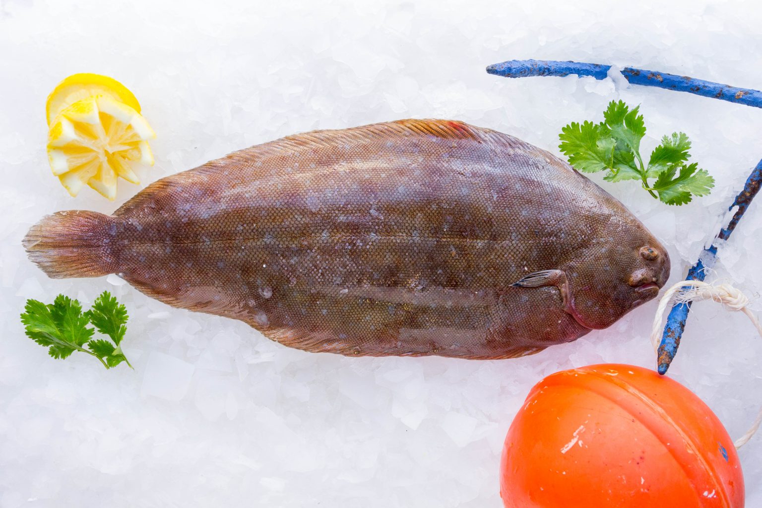 Linguado - Casa do Peixe