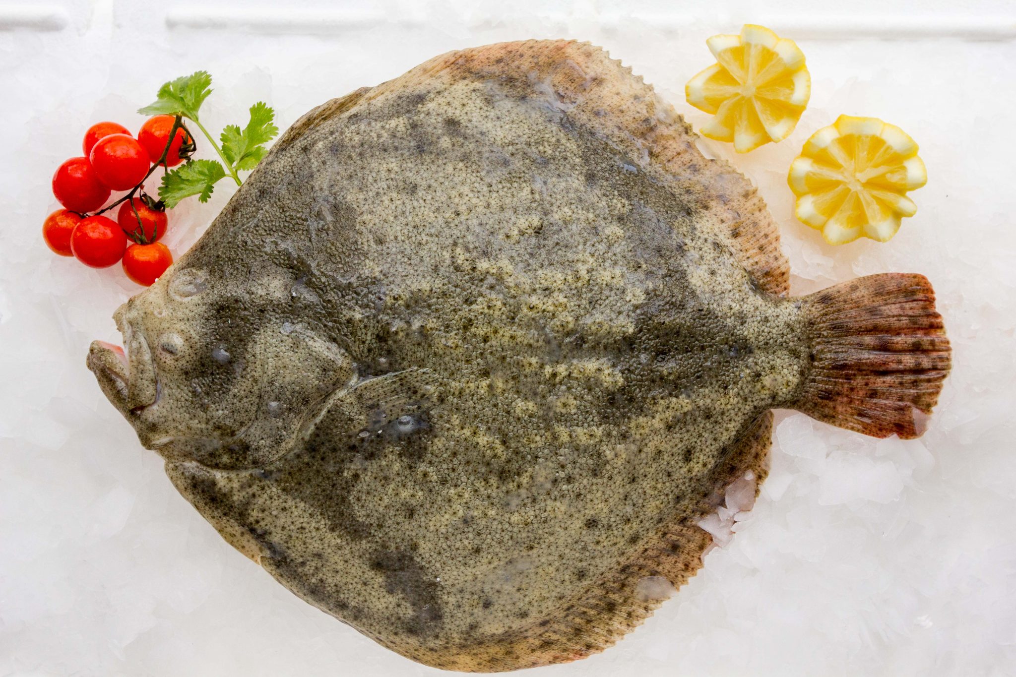 Pregado - Casa do Peixe