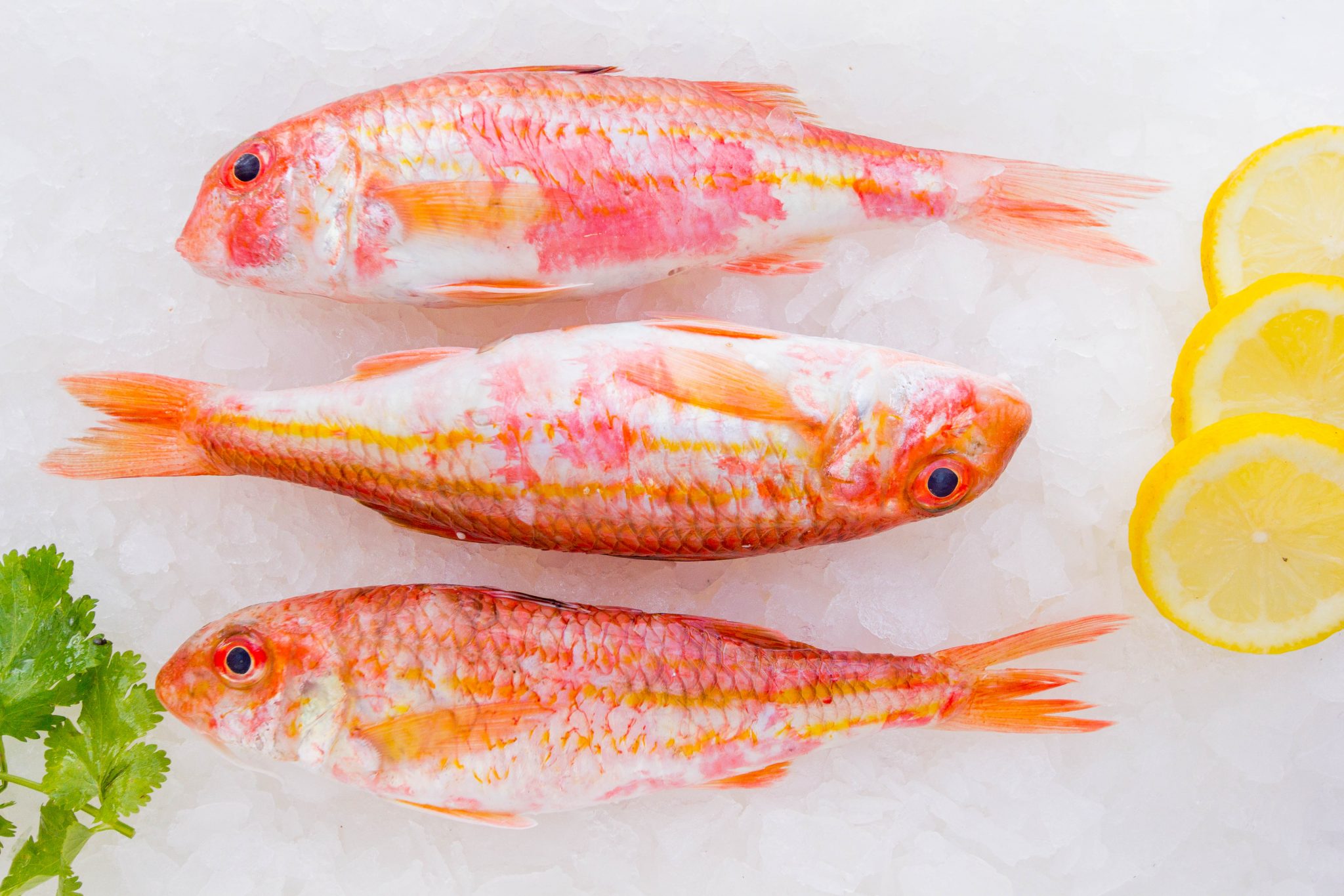 Salmonete - Casa do Peixe