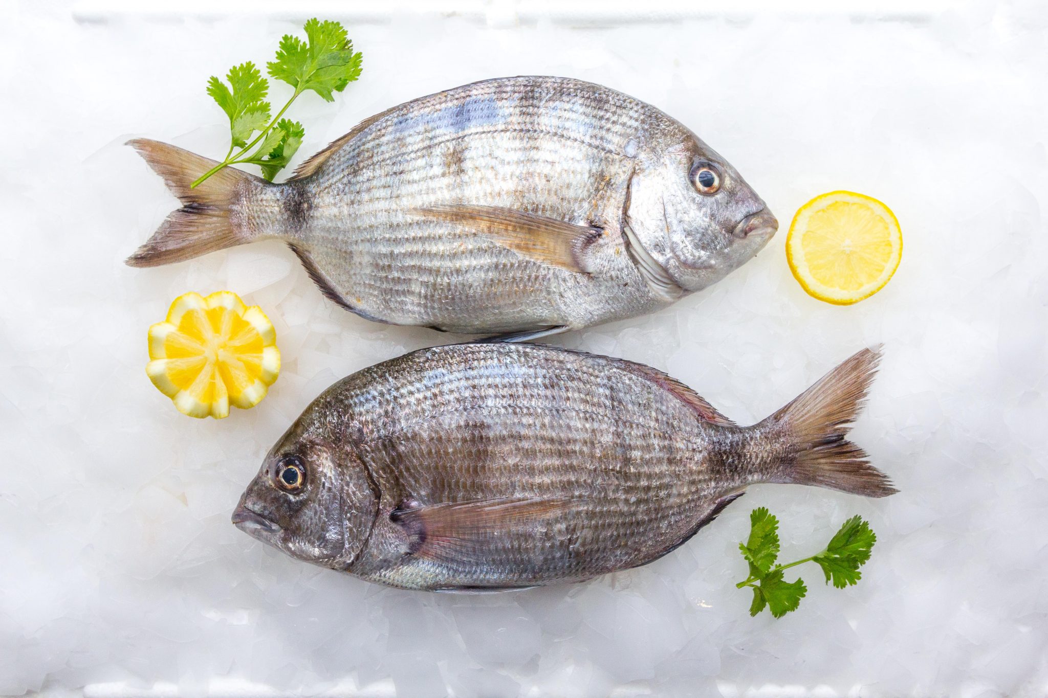 Sargo - Casa do Peixe